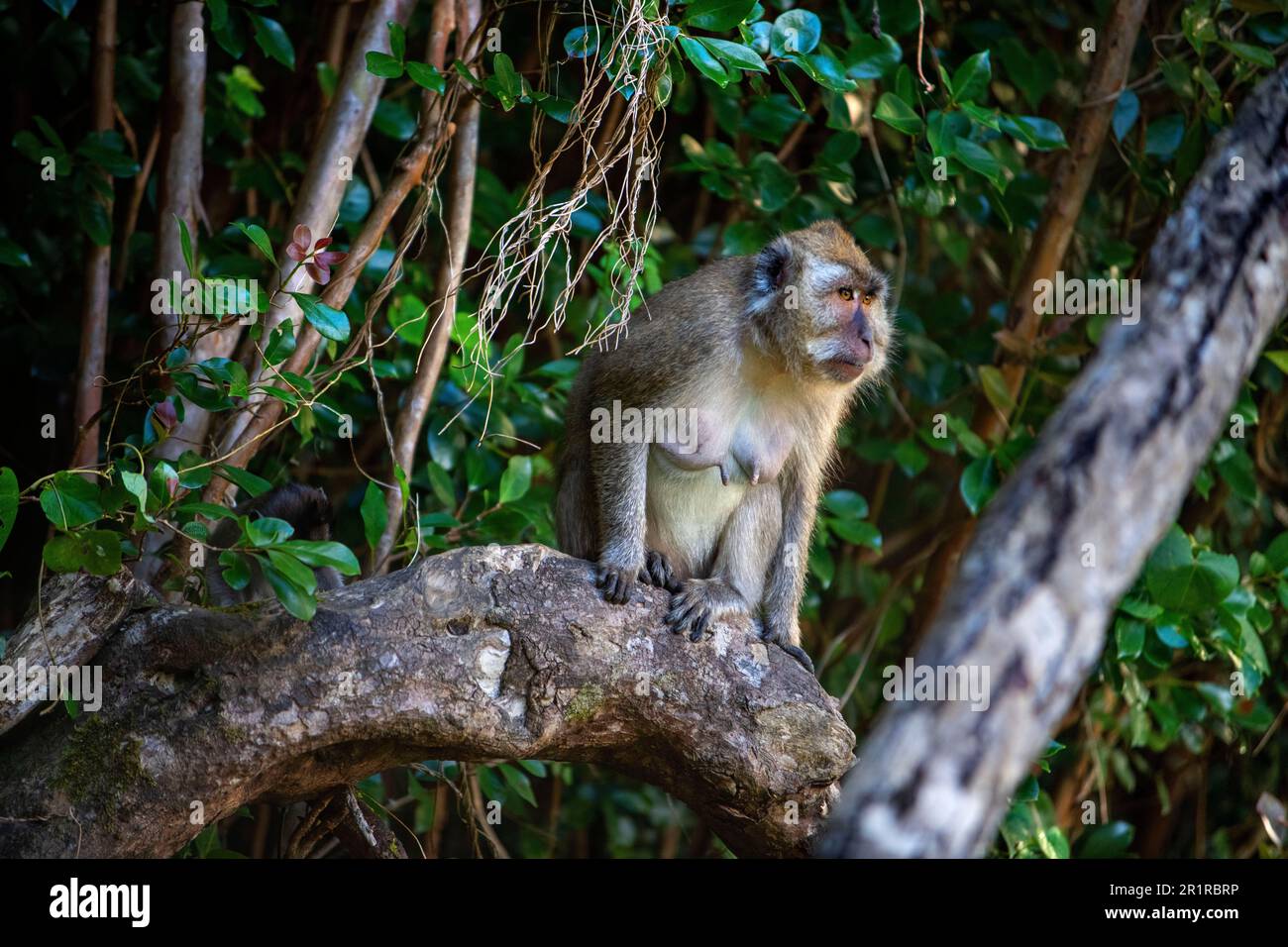 Black River Gorges national park. Long tailed or also called crab ...