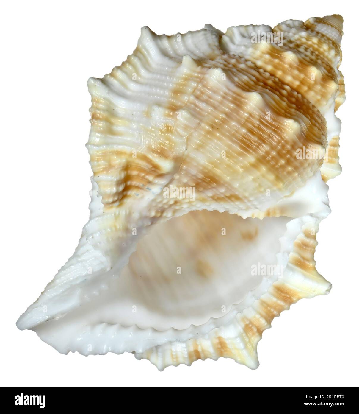 Common Frog shell (Bufonaria rana) c5.5cm. Region: Indo-Pacific / Japan ...