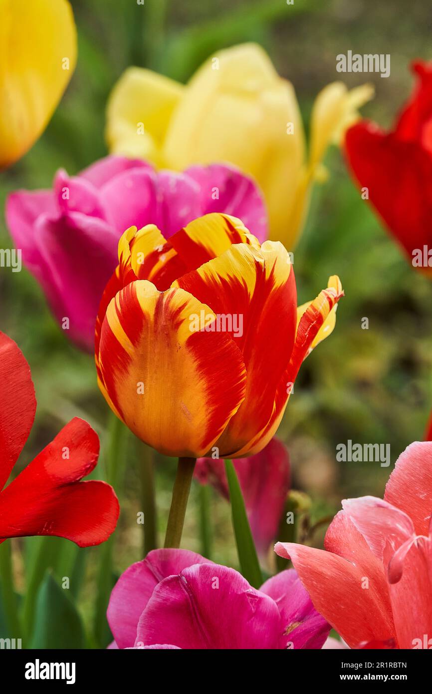Blooming fresh tulips at a self-service field on a farm in Switzerland ...