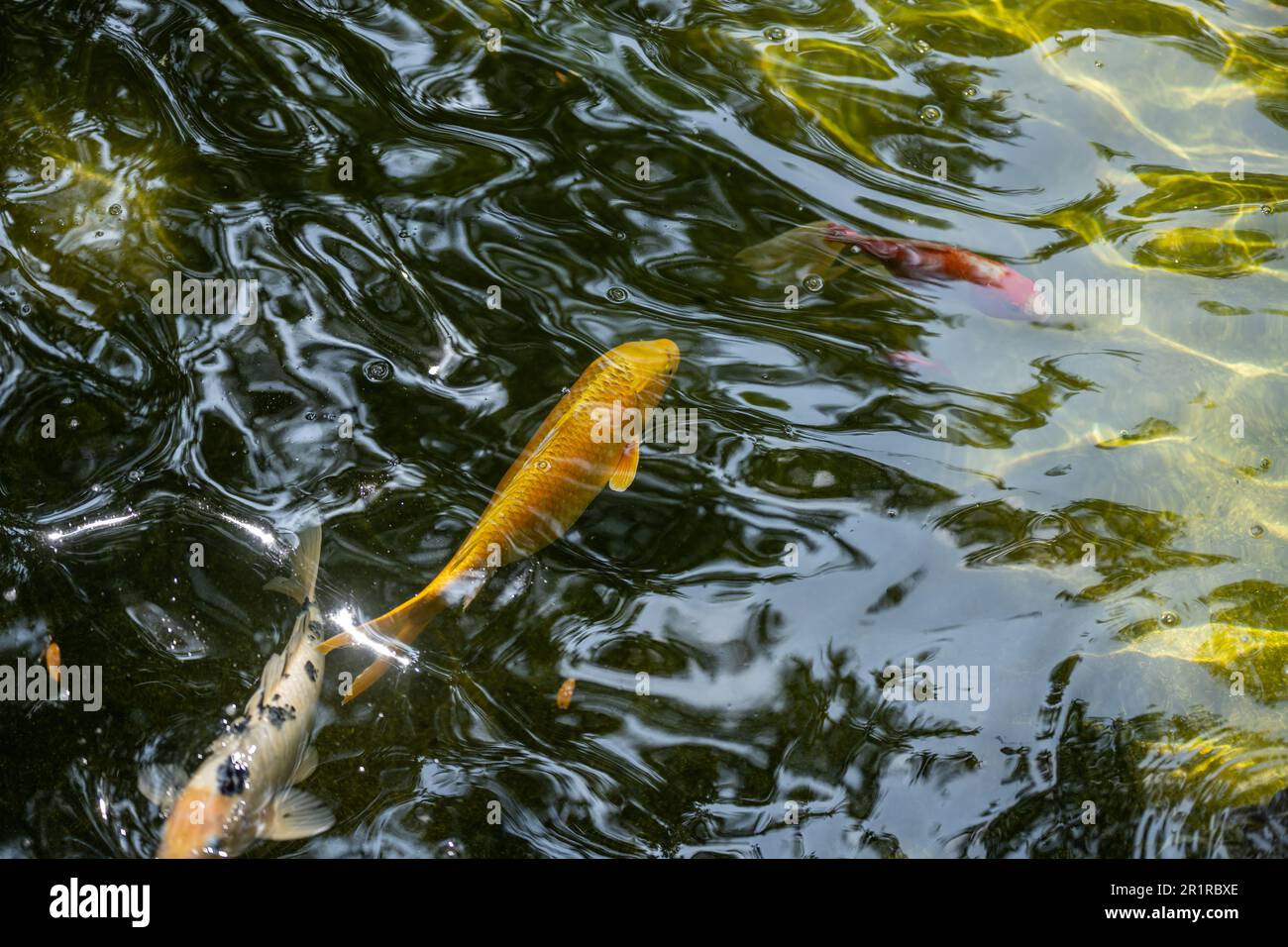 Glistening scales hi-res stock photography and images - Alamy