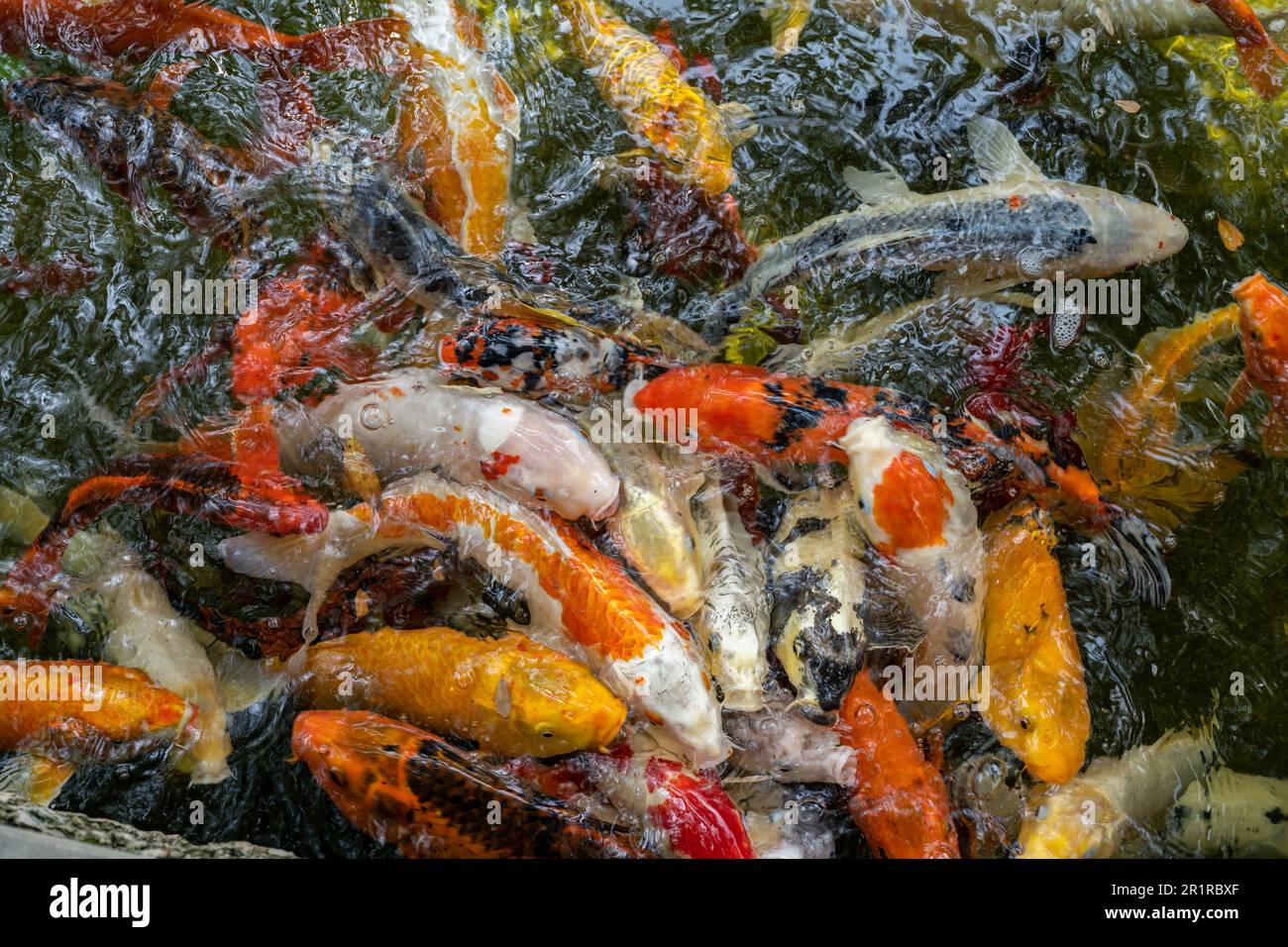 Glistening scales hi-res stock photography and images - Alamy