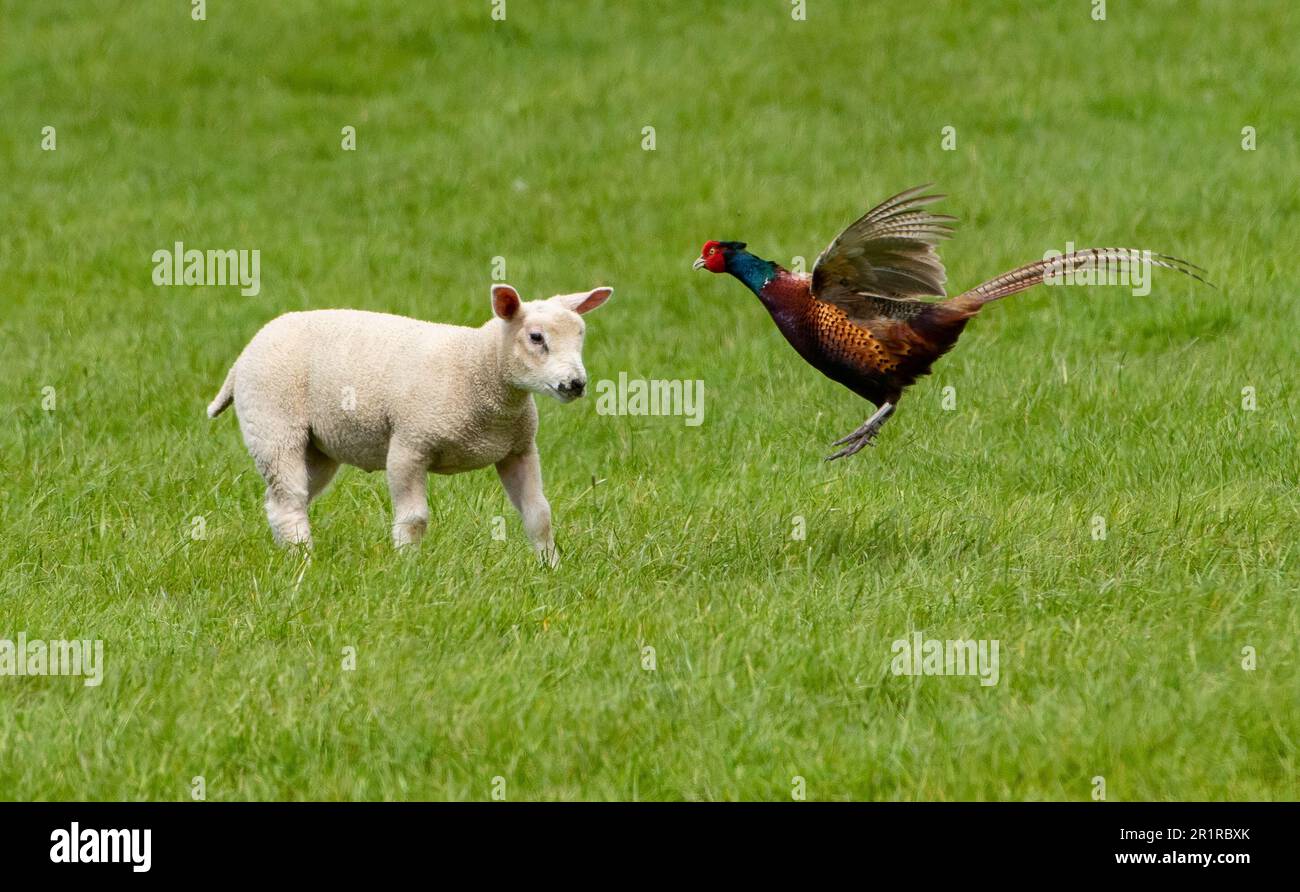 Uk sheep fight hi-res stock photography and images - Alamy