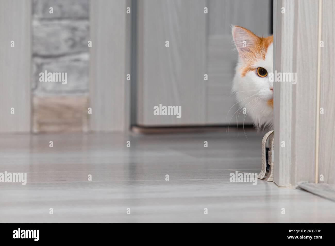 Cat Peeking Around Corner