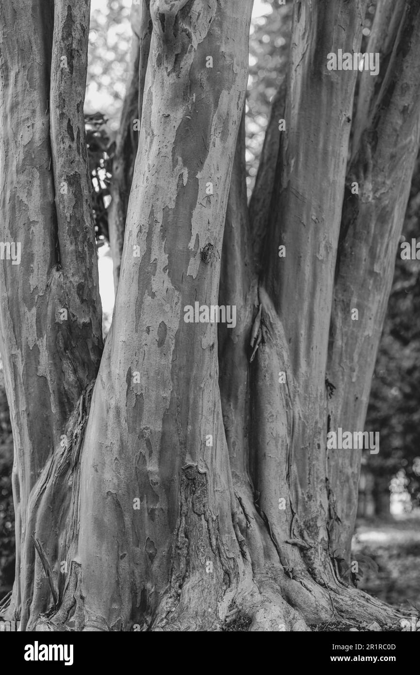 Strong trunk Black and White Stock Photos & Images - Alamy