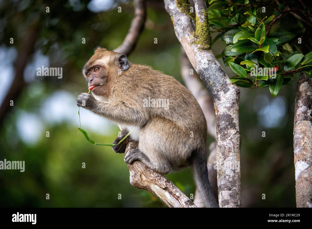 Black River Gorges national park. Long tailed or also called crab ...