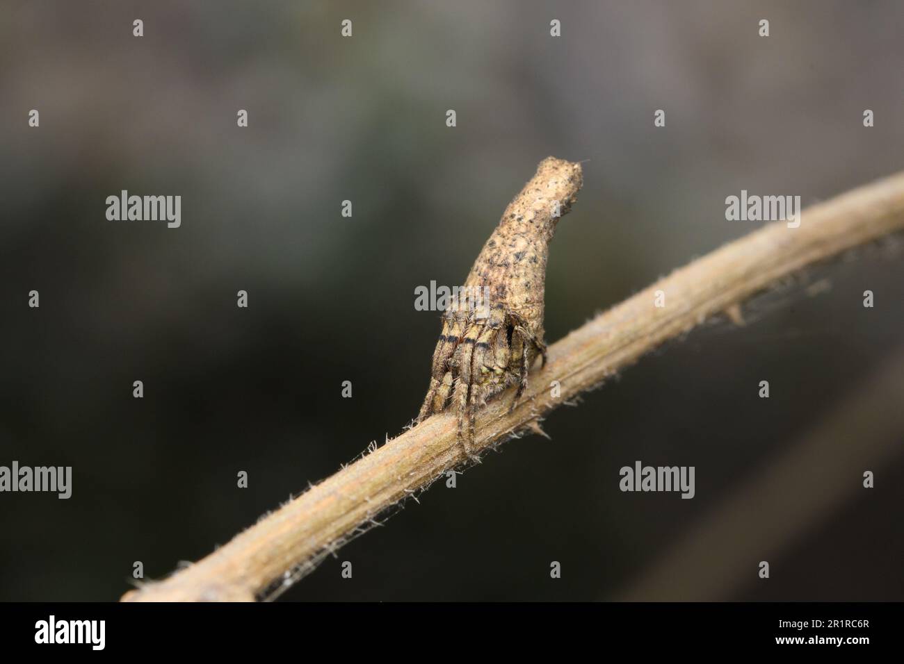 A twig mimic orb weaver spider resting on lantana twig Stock Photo - Alamy