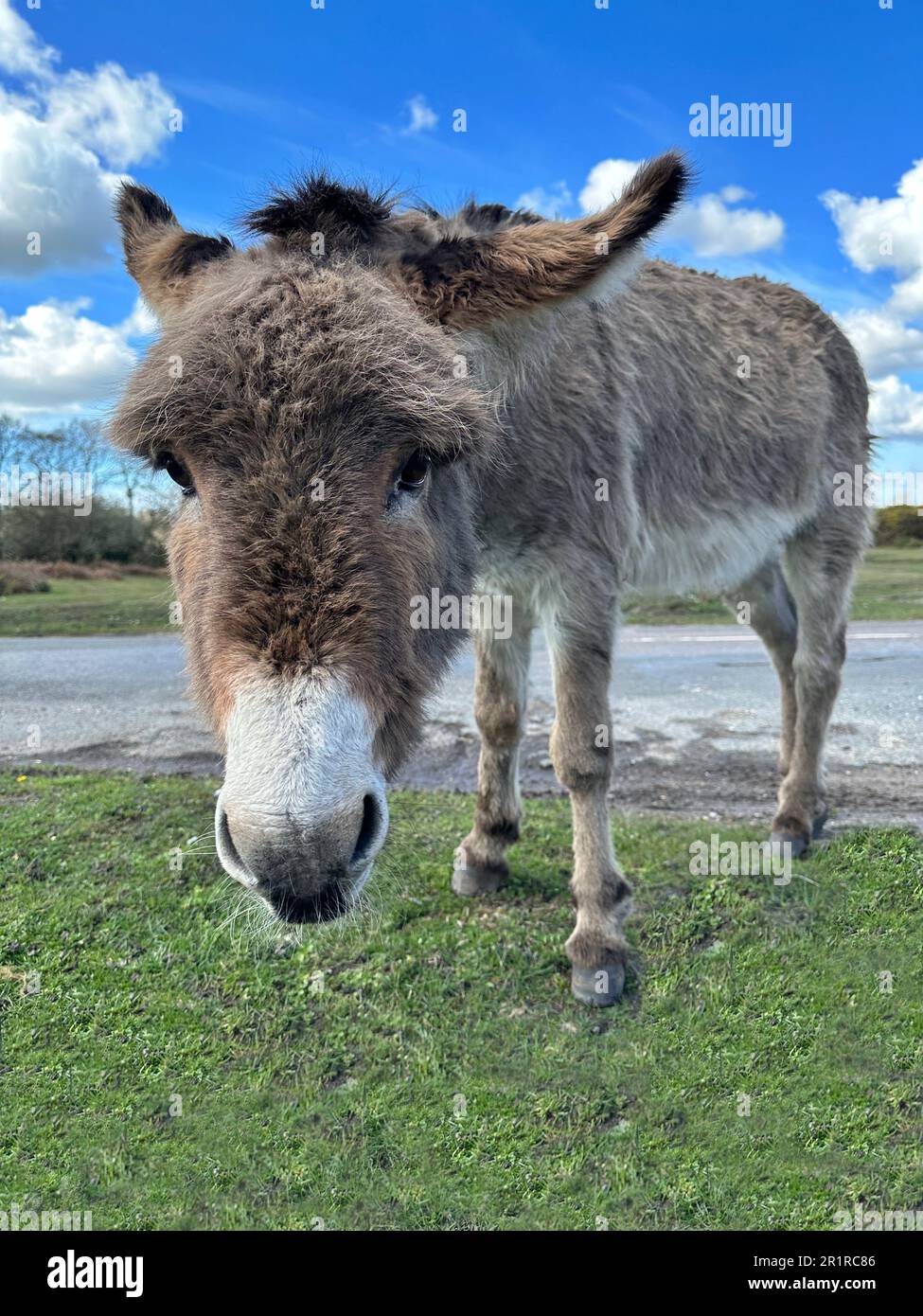 Portrait of a donkey standing by a road, New Forest, Hampshire, England ...