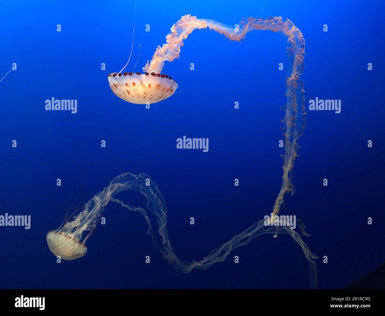 Close-up of two jellyfish in ocean, USA Stock Photo - Alamy