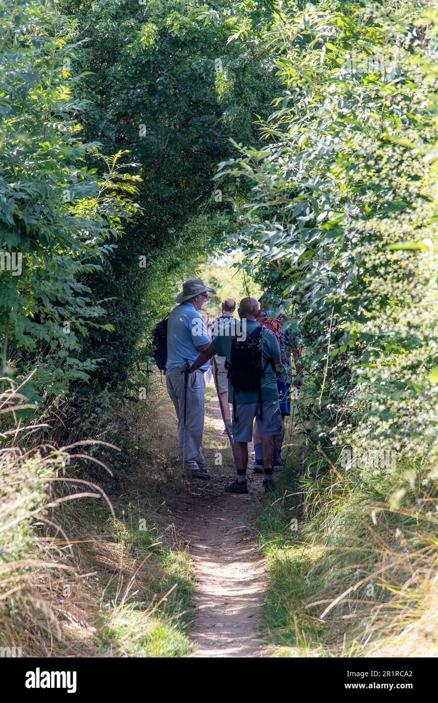 Cotswolds Way, UK-August 2022; Vertical view over a tunnel of green ...