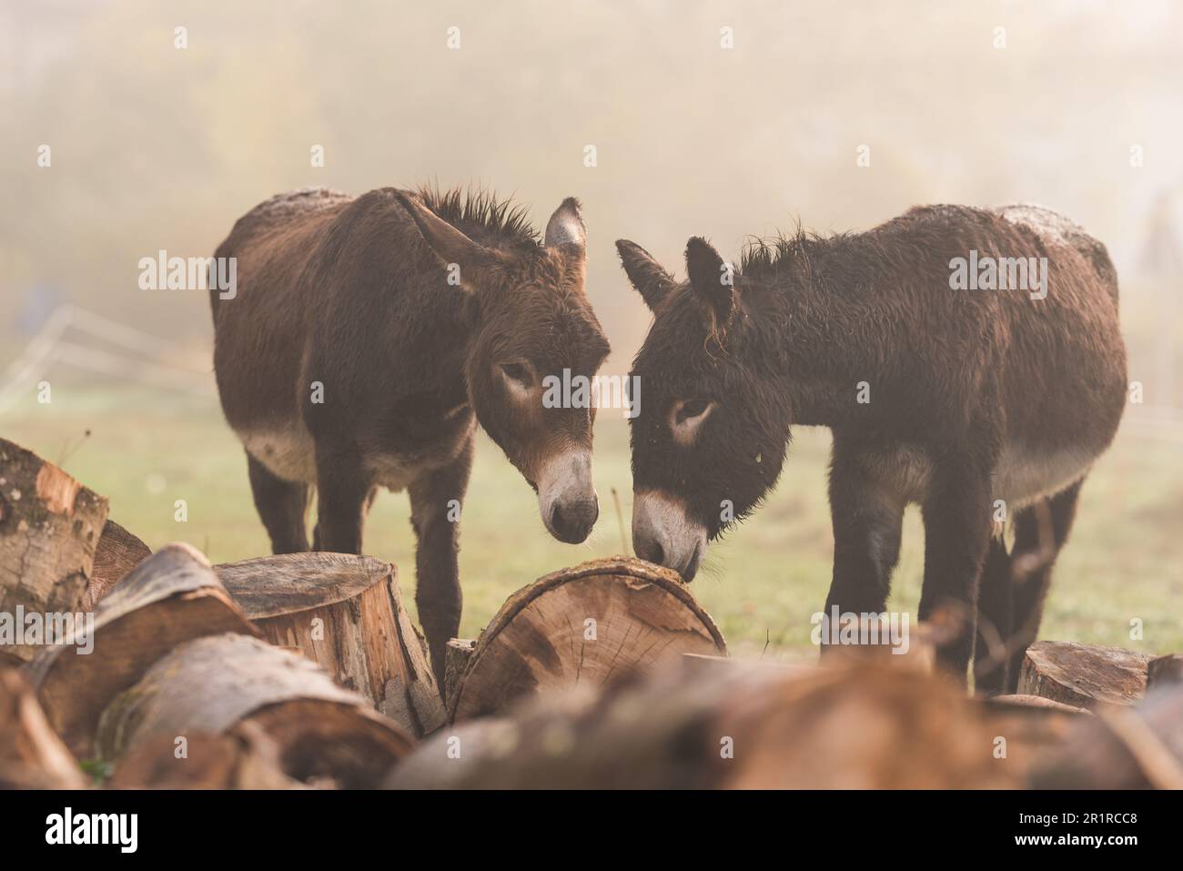 two donkeys in the morning fog Stock Photo - Alamy