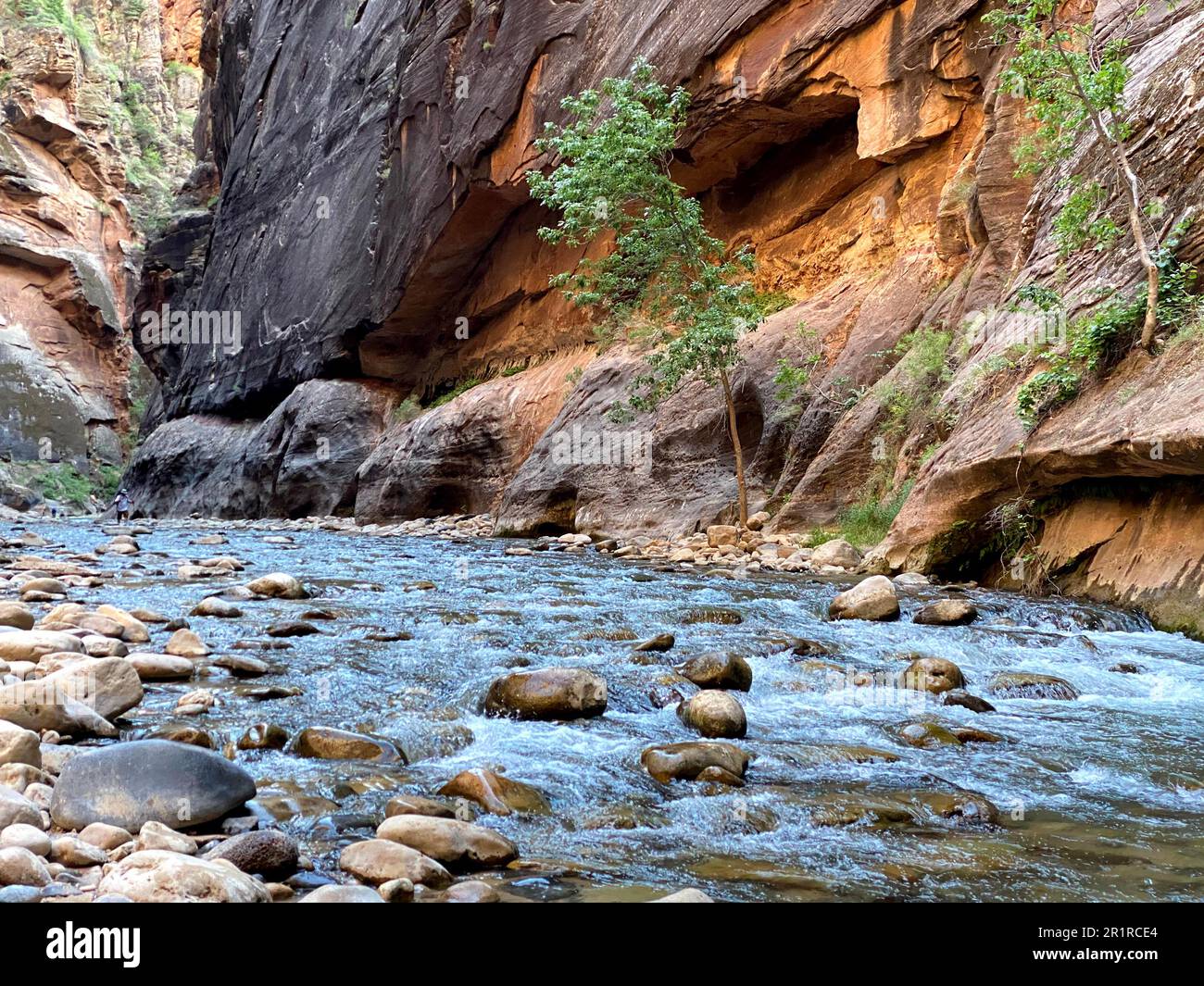 River running through a gorge, Zion Narrows, Zion National Park, Utah ...