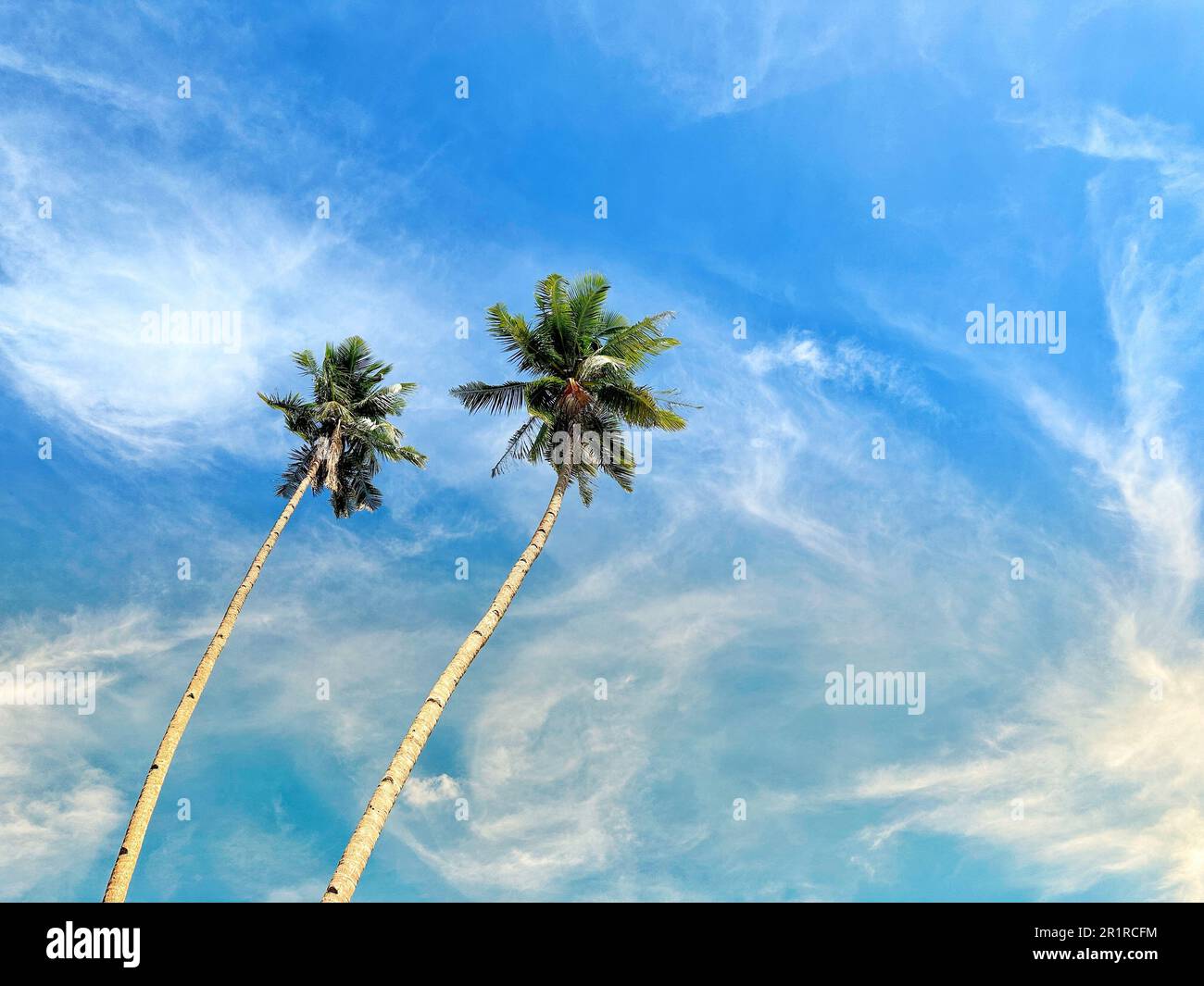 Two palm trees on the beach at dawn, Corong Corong beach, El Nido ...