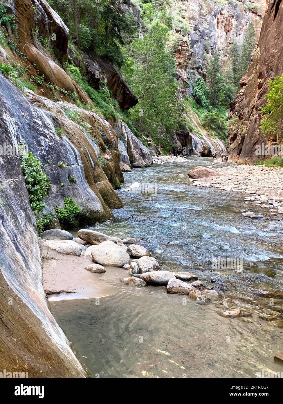 River running through a gorge, Zion Narrows, Zion National Park, Utah ...