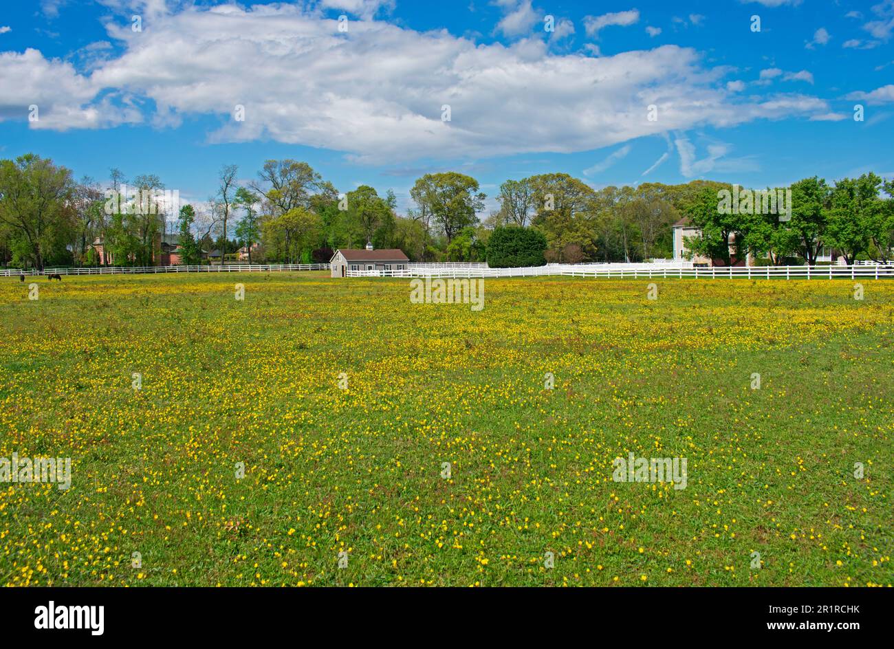 Farm field loaded with yellow wildflowers on a bright spring day with a ...