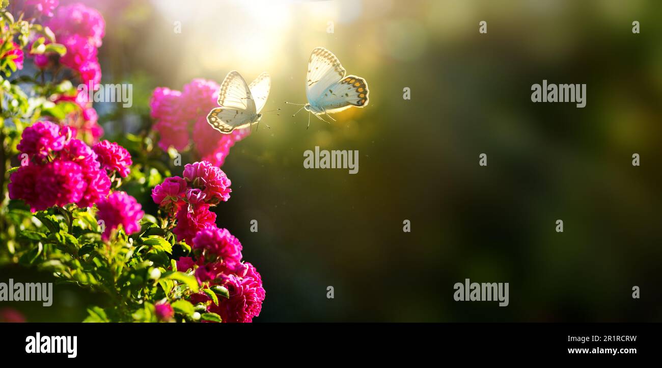summer floral background; pink rose flower and fly butterfly against ...