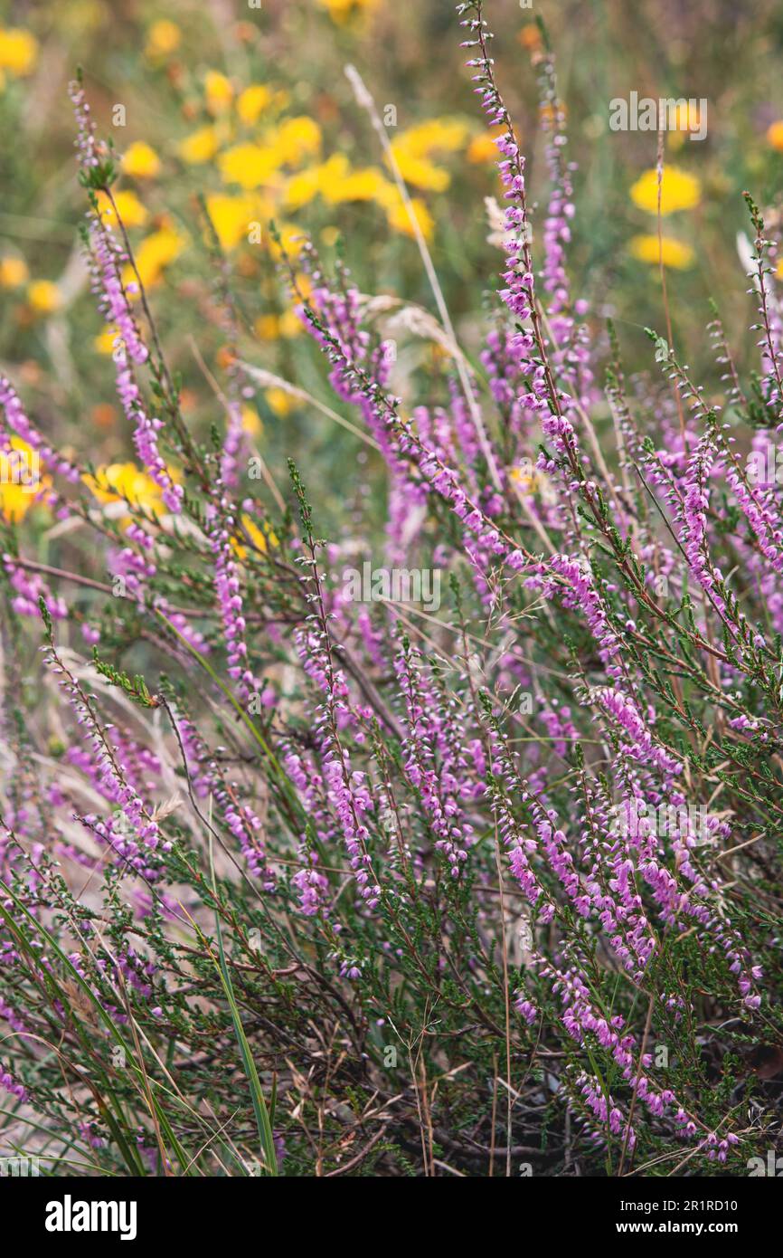 Heather flowers hi-res stock photography and images - Alamy
