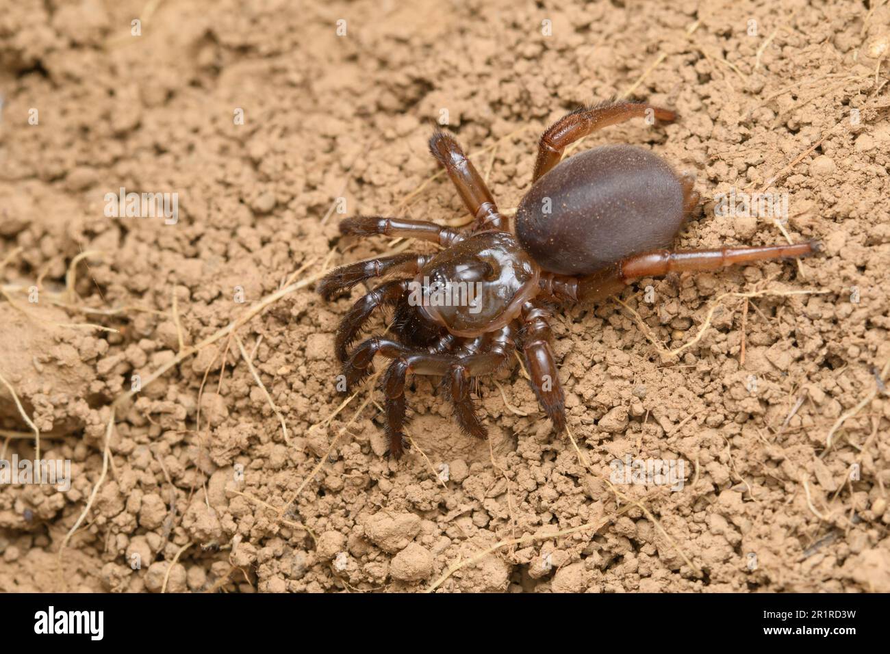 Trap door spider sitting diagonally on loose soil. Found at ...