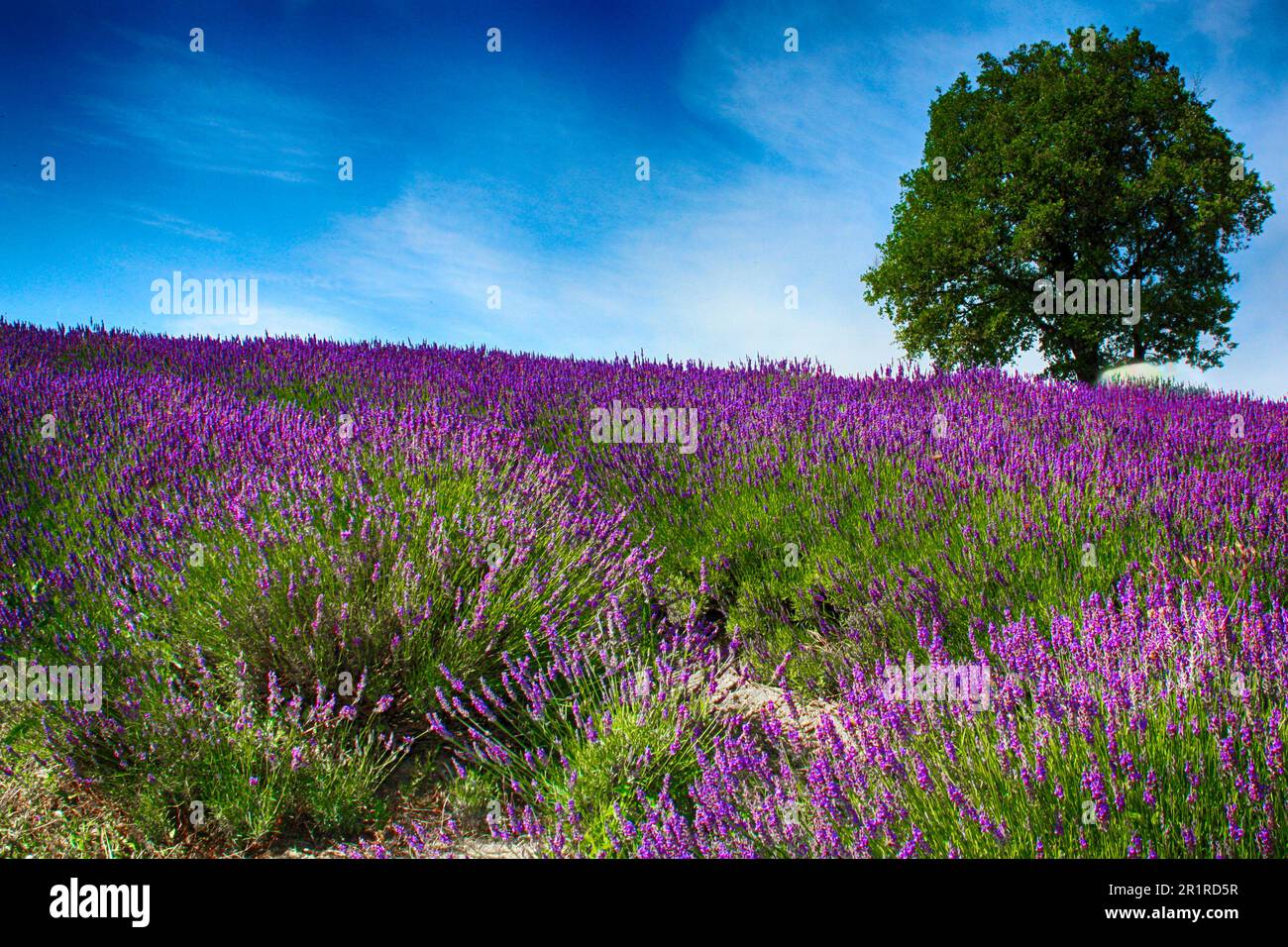 Tree growing by a lavender field, Valmadonna, Alessandria, Piedmont ...
