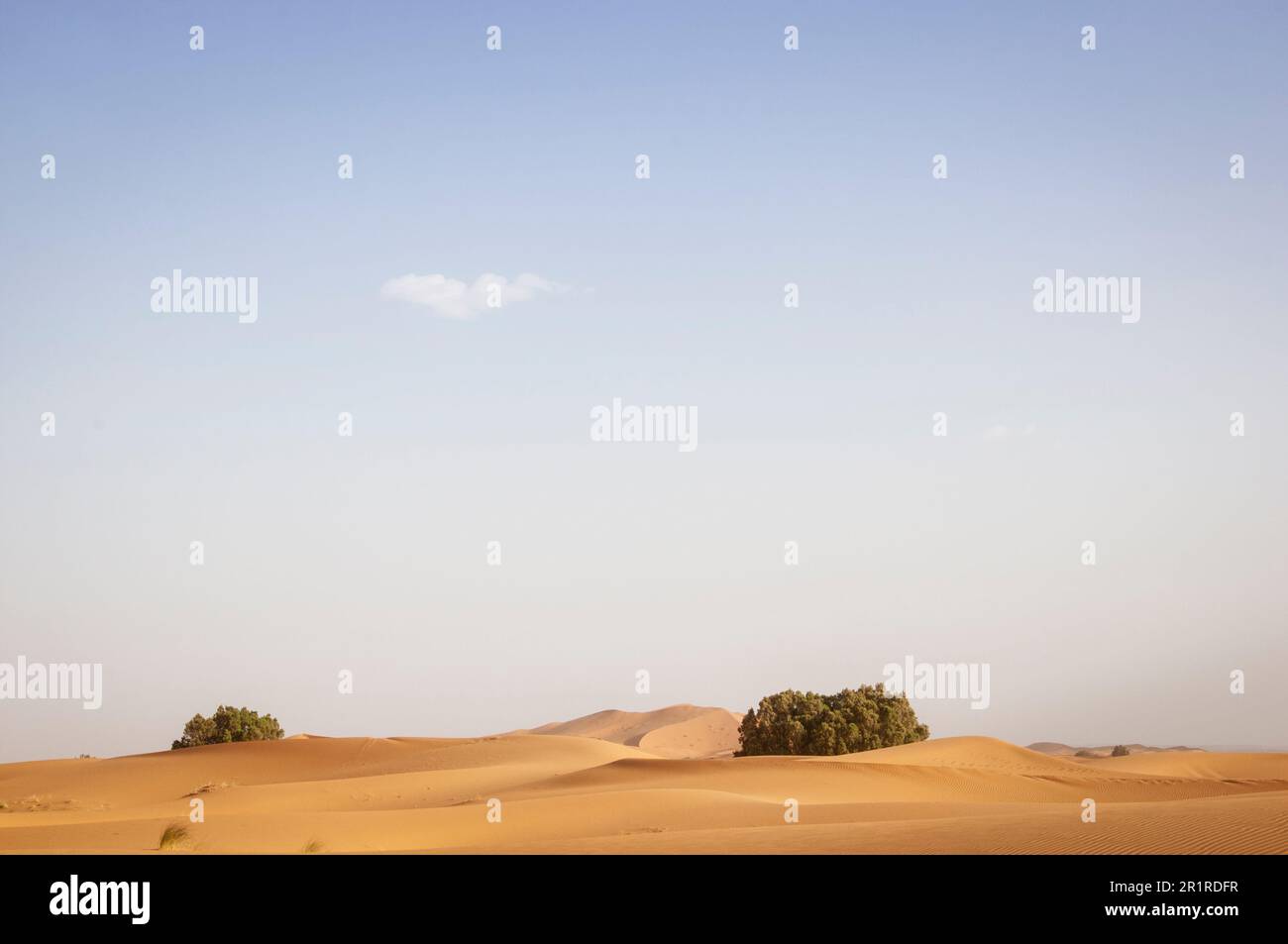 Bushes growing in Desert landscape, Sahara Desert, Morocco Stock Photo ...