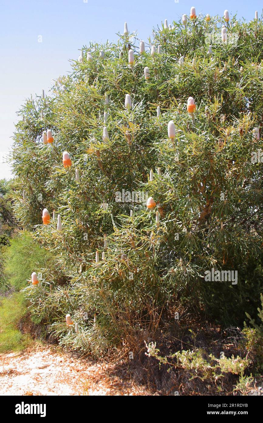 Named after sir joseph banks hi-res stock photography and images - Alamy