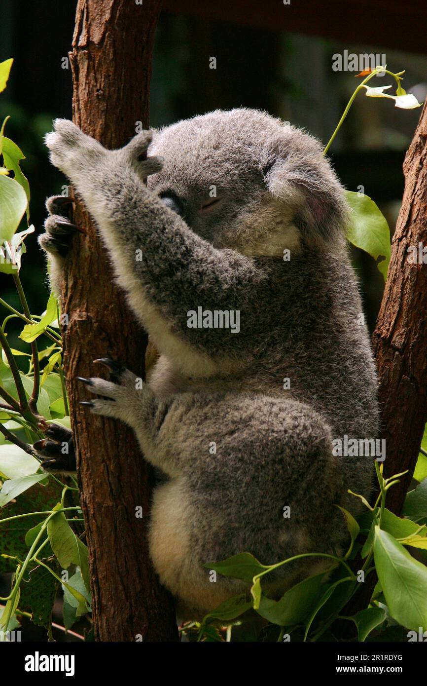Phascolarctidae hi-res stock photography and images - Alamy