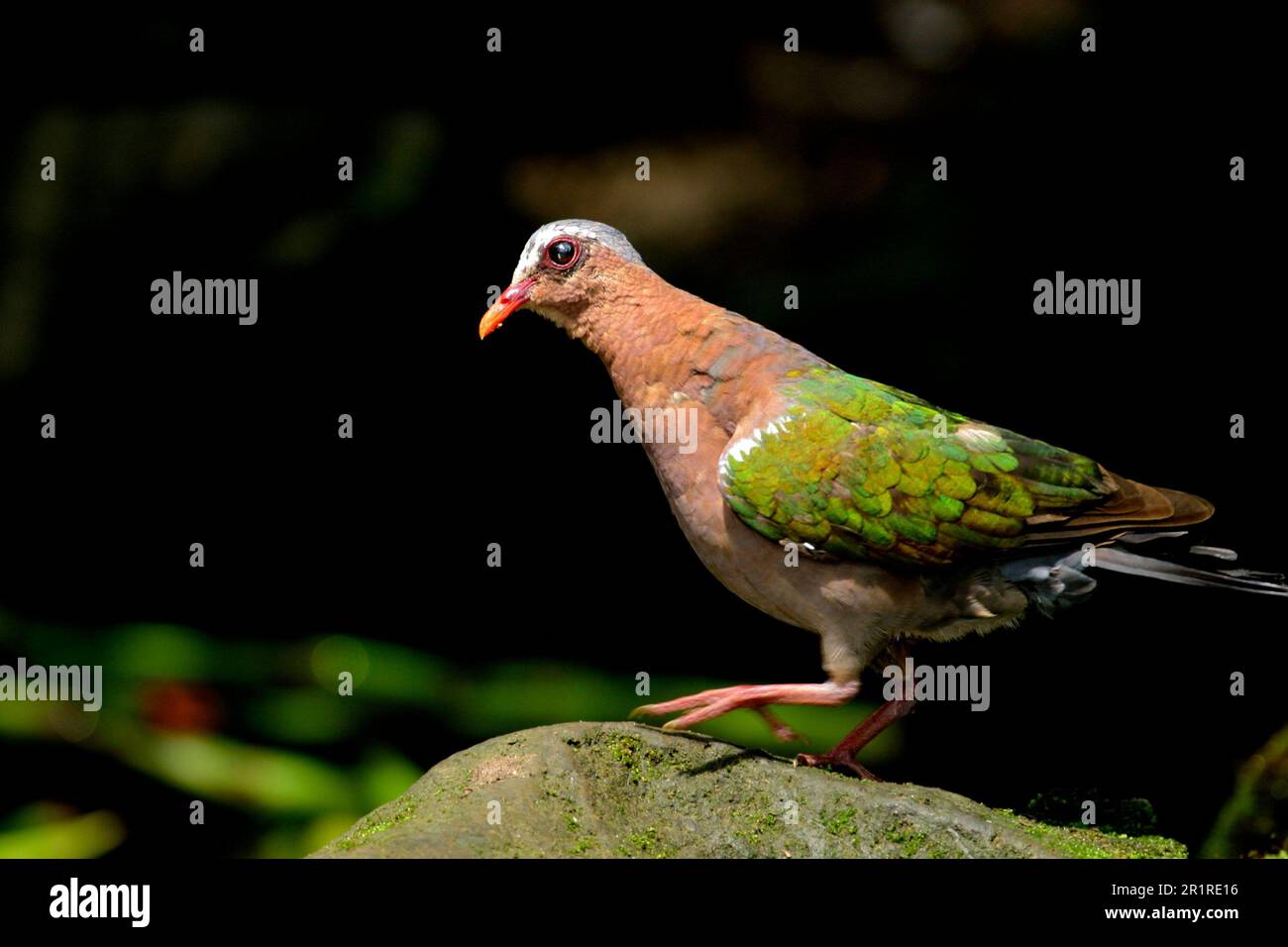 Asian pigeon hi-res stock photography and images - Alamy