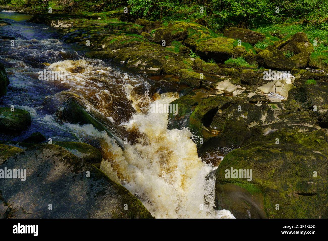The narrow fast flowing rapids of The Strid surrounded by large mossy ...