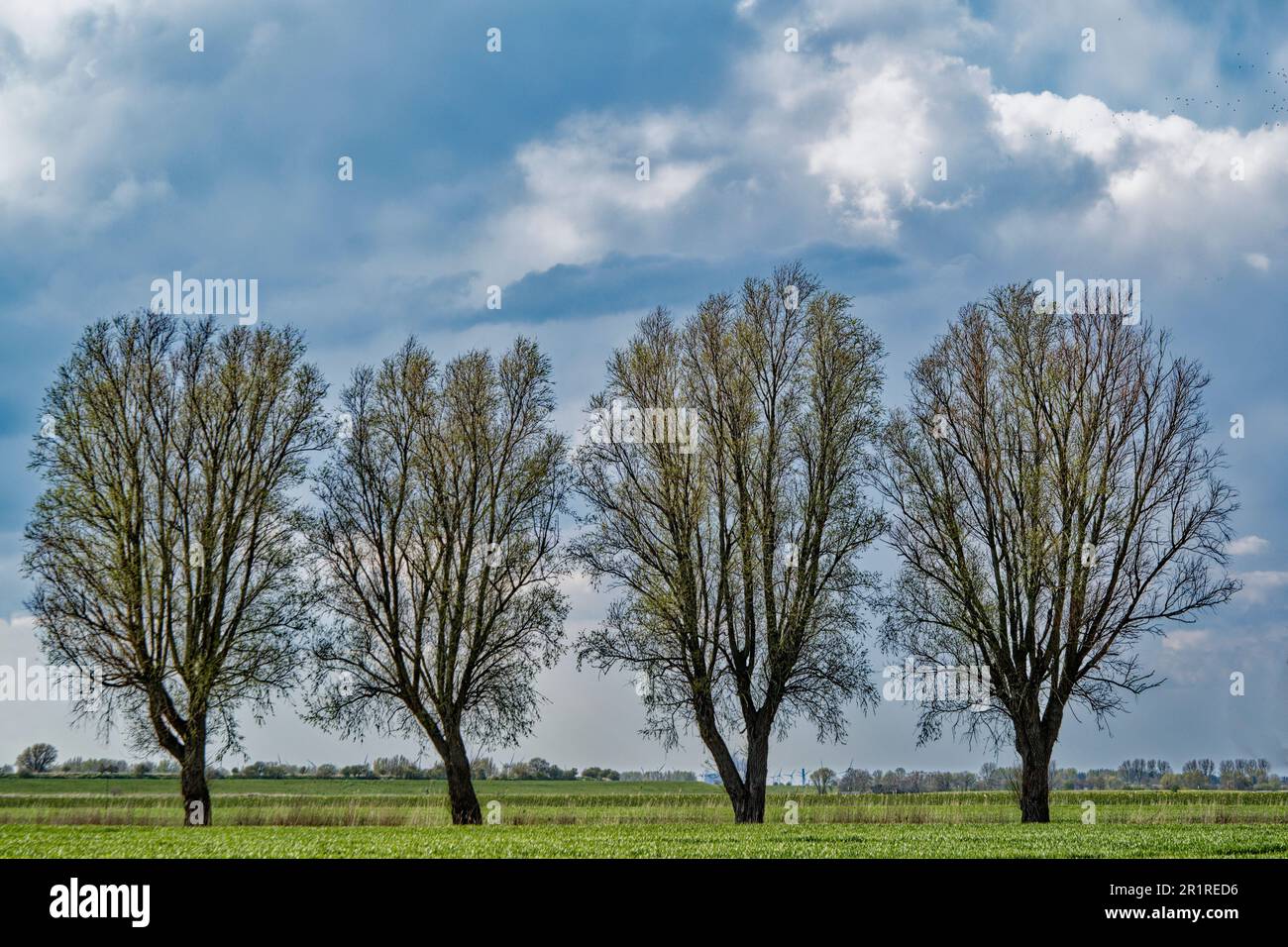 Four willow trees in a row, East Frisia, Lower Saxony, Germany Stock ...