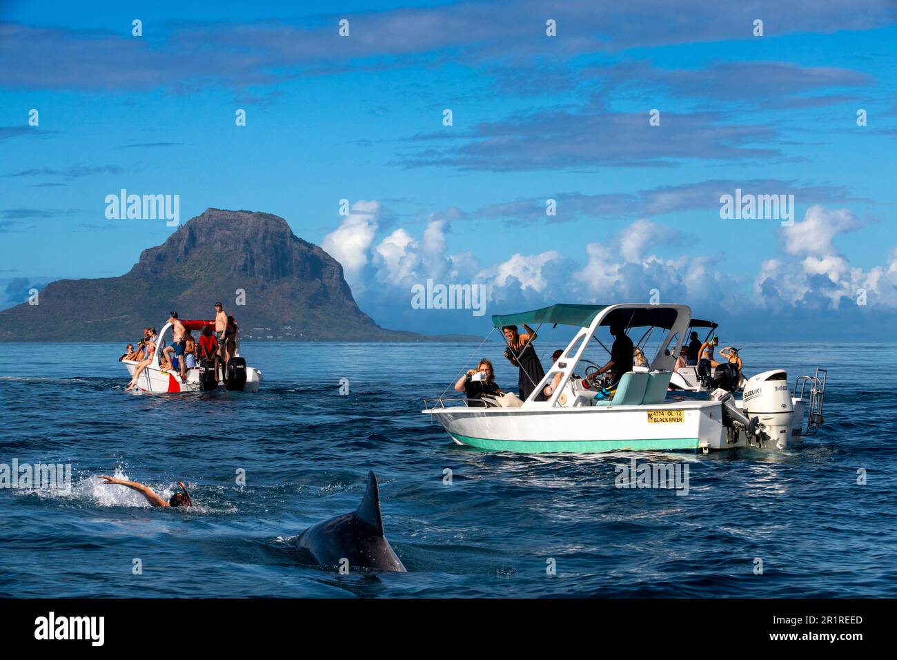 Mauritius dolphins swimming tourists snorkelling and swimming with ...