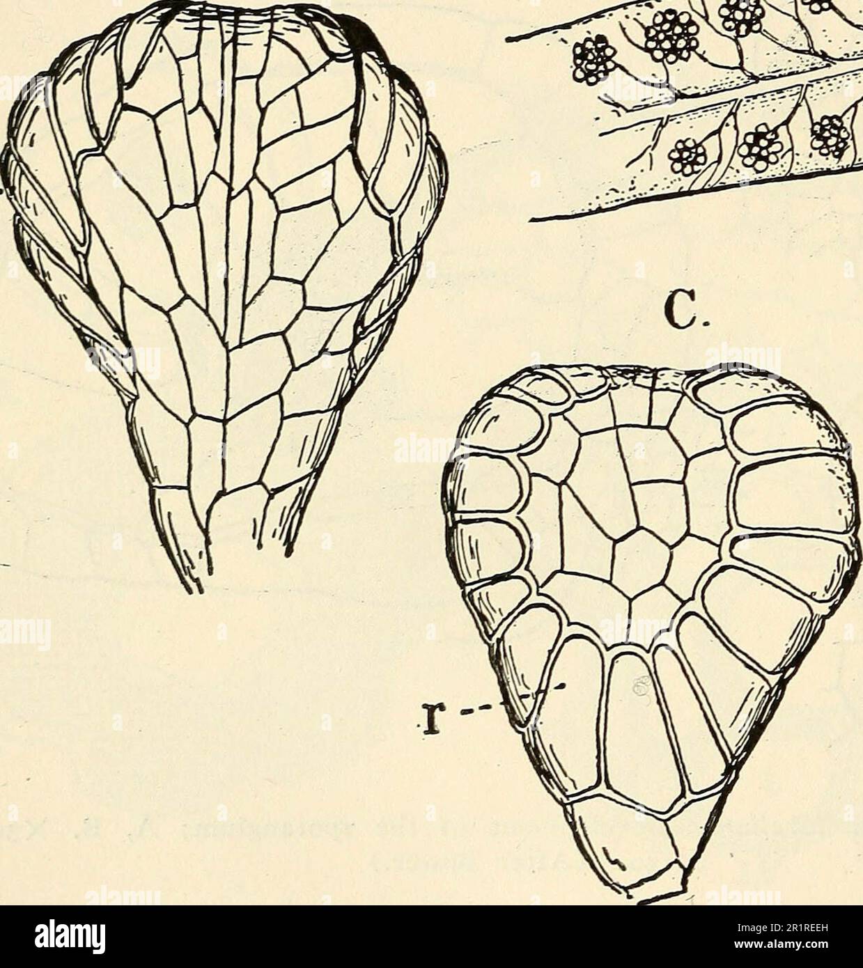 "The structure and development of mosses and ferns (Archegoniatae ...