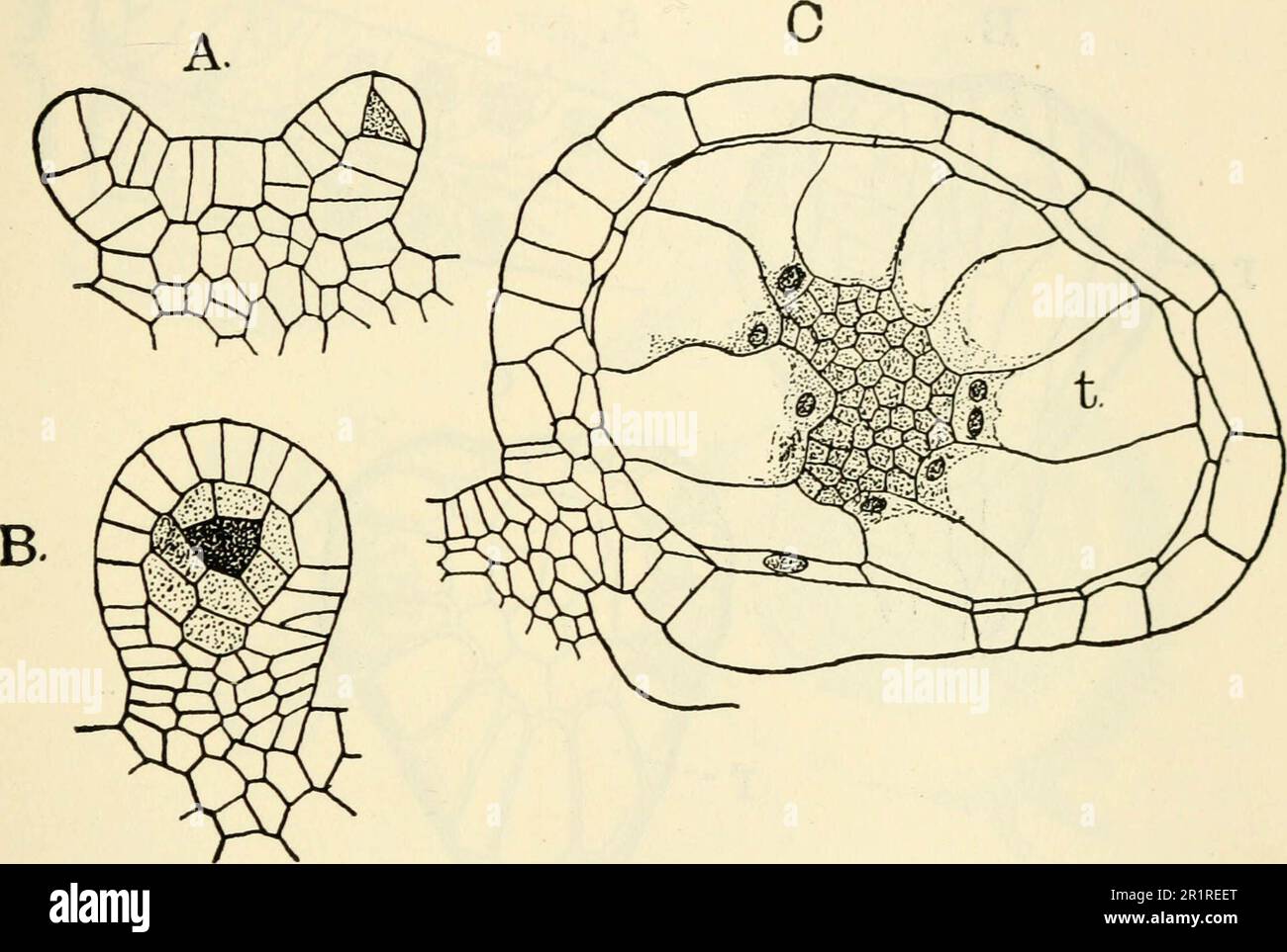 "The structure and development of mosses and ferns (Archegoniatae ...