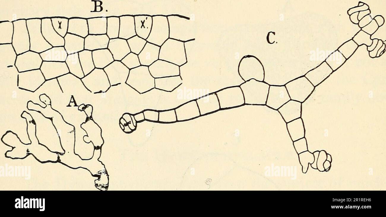 "The structure and development of mosses and ferns (Archegoniatae ...