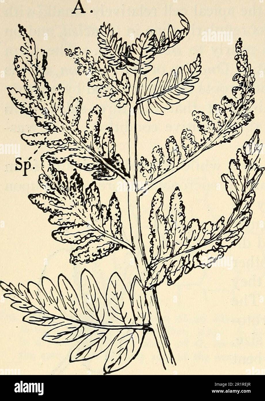 "The structure and development of mosses and ferns (Archegoniatae ...