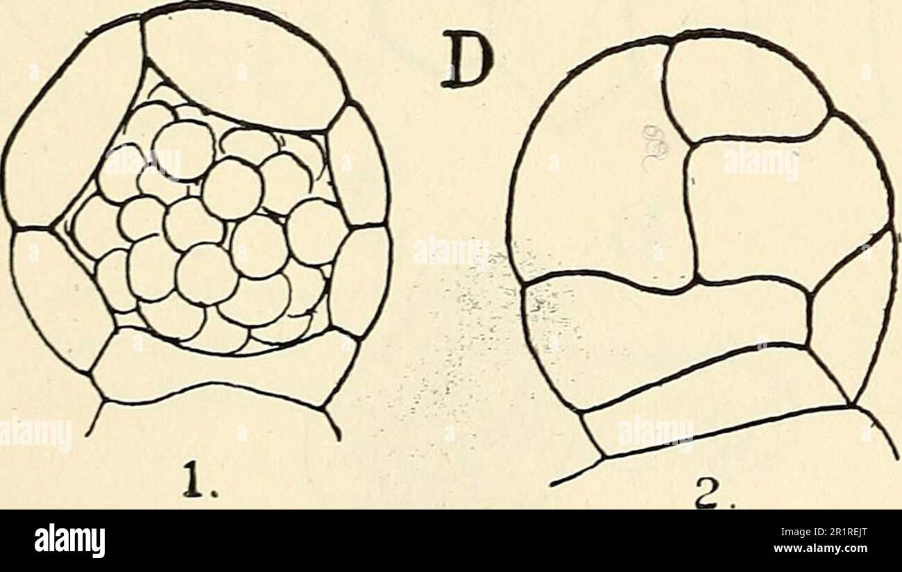 "The structure and development of mosses and ferns (Archegoniatae ...