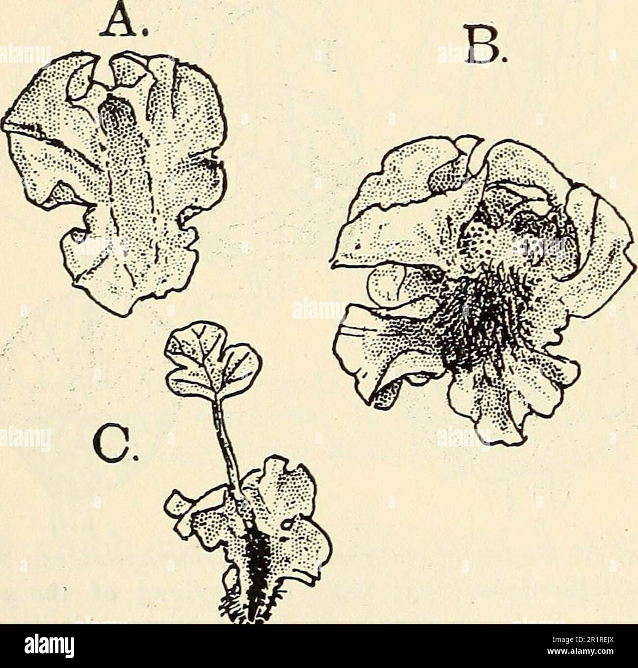 "The structure and development of mosses and ferns (Archegoniatae ...