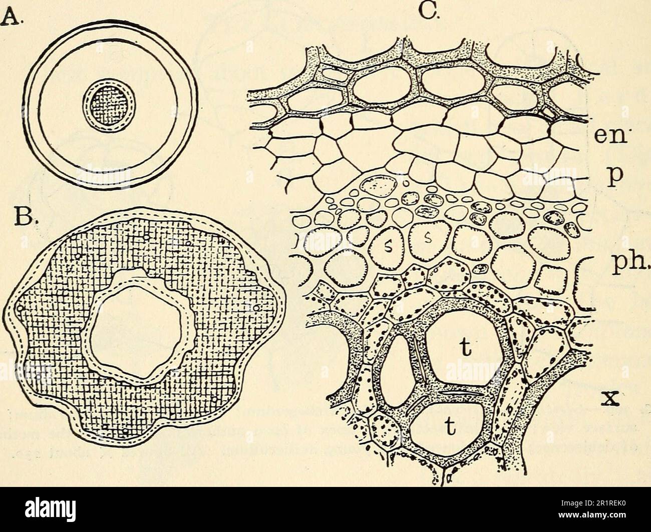 "The structure and development of mosses and ferns (Archegoniatae ...