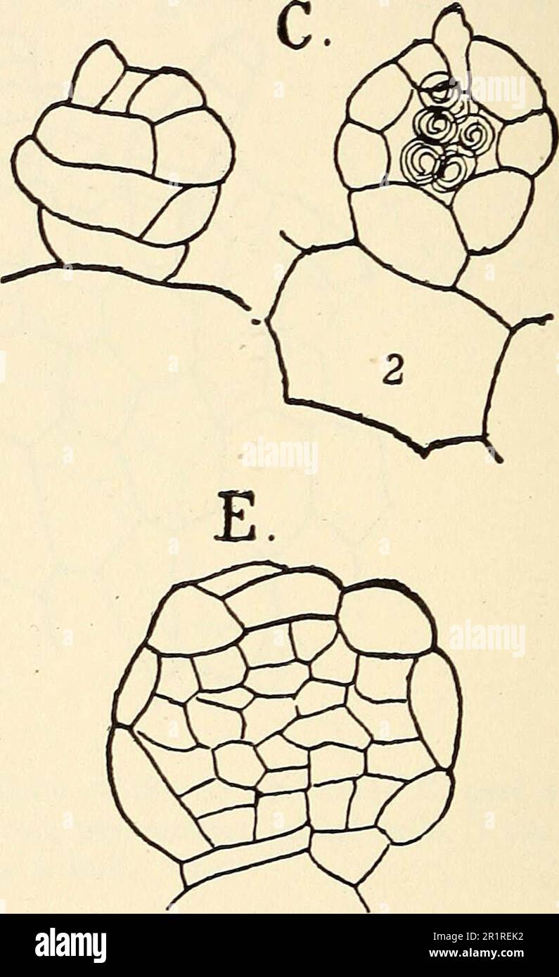 "The structure and development of mosses and ferns (Archegoniatae ...