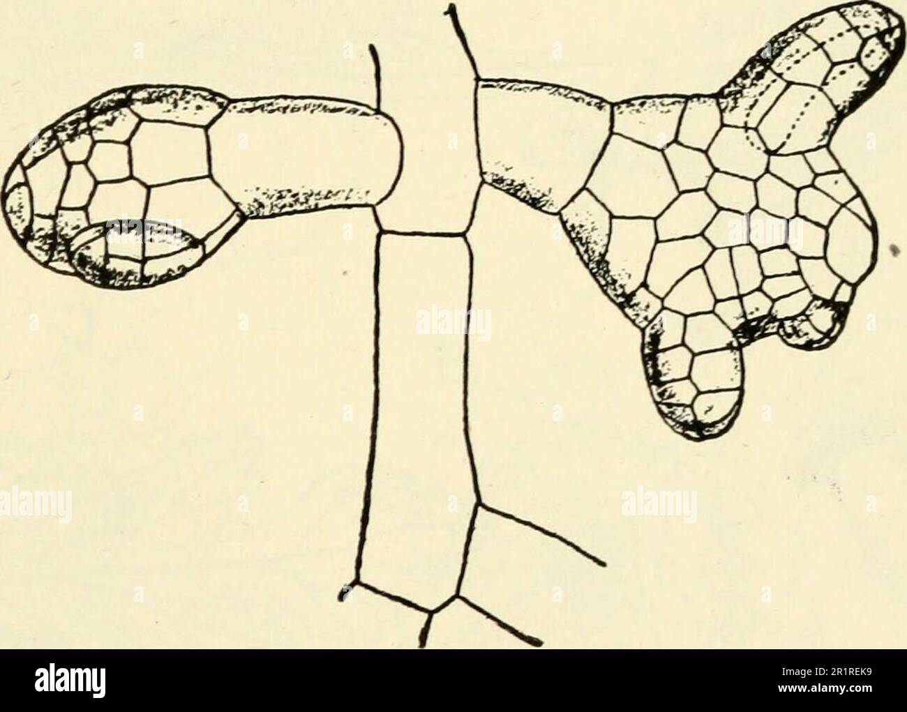 "The structure and development of mosses and ferns (Archegoniatae ...