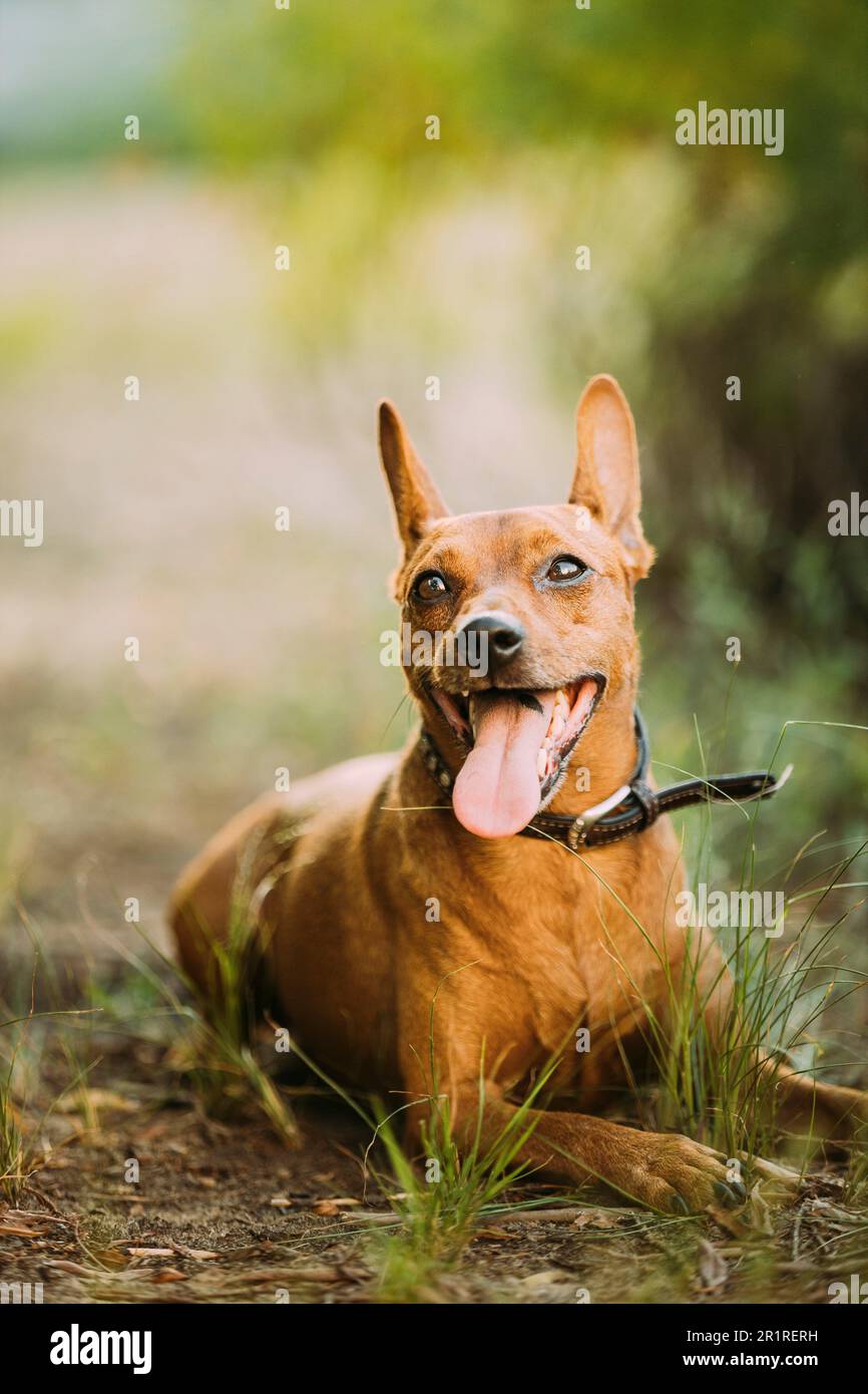 Min Pins Sleeping Under Covers