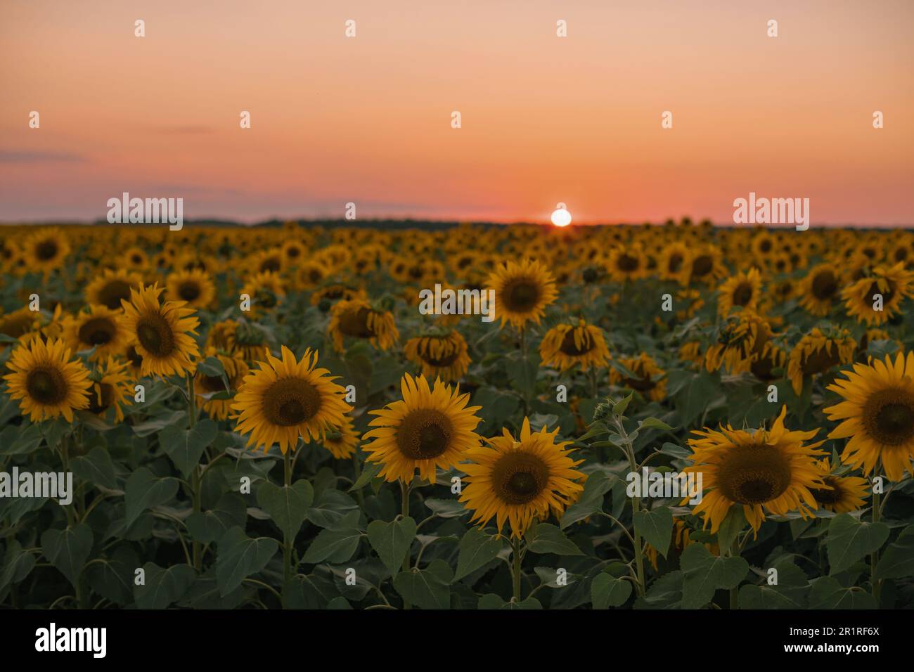 Sunflower field in the sunset hi-res stock photography and images - Alamy