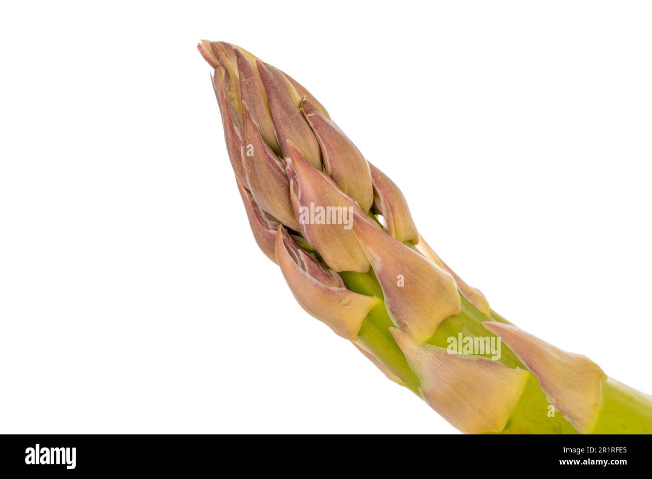 One stalk of organic asparagus, macro, isolated on white background ...