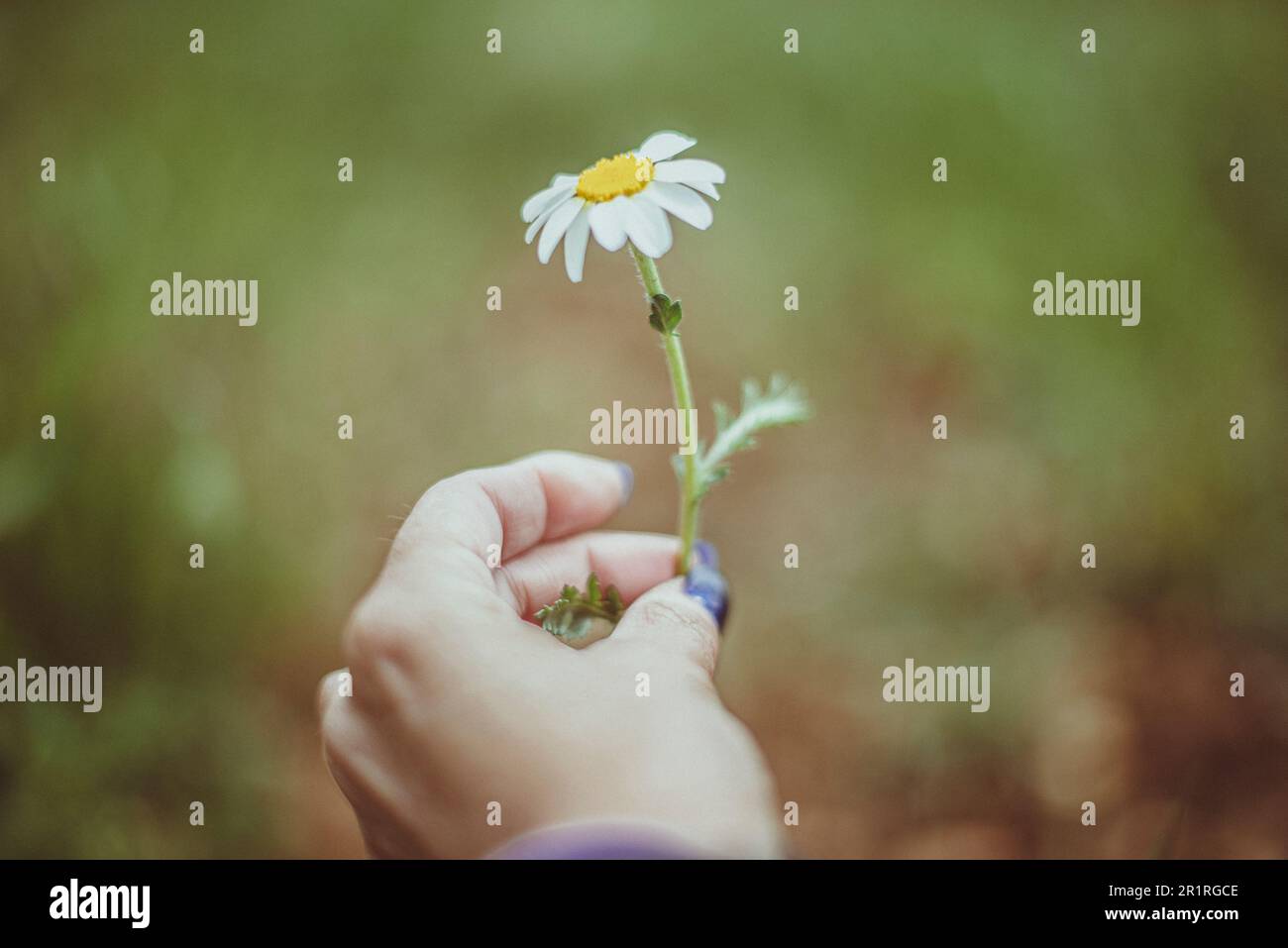 Close up mature woman holding daisy hi-res stock photography and images ...