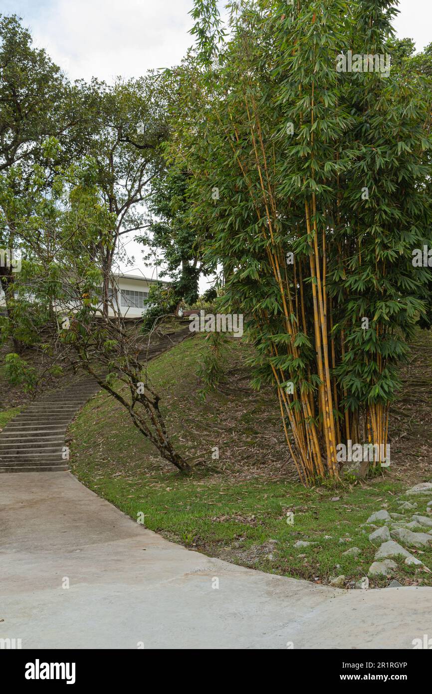 City park in Kuching, Malaysia, tropical garden with large trees and ...