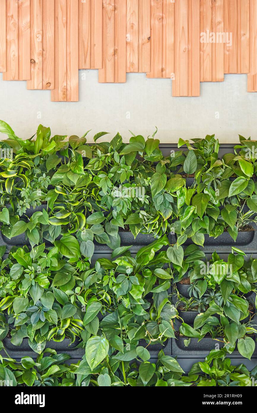 Vertical rack system with green plants on a wall with wooden decoration ...