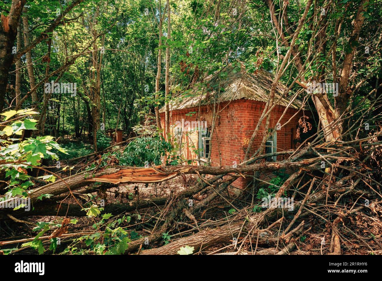 (chernobyl disaster) (forest) hi-res stock photography and images - Alamy
