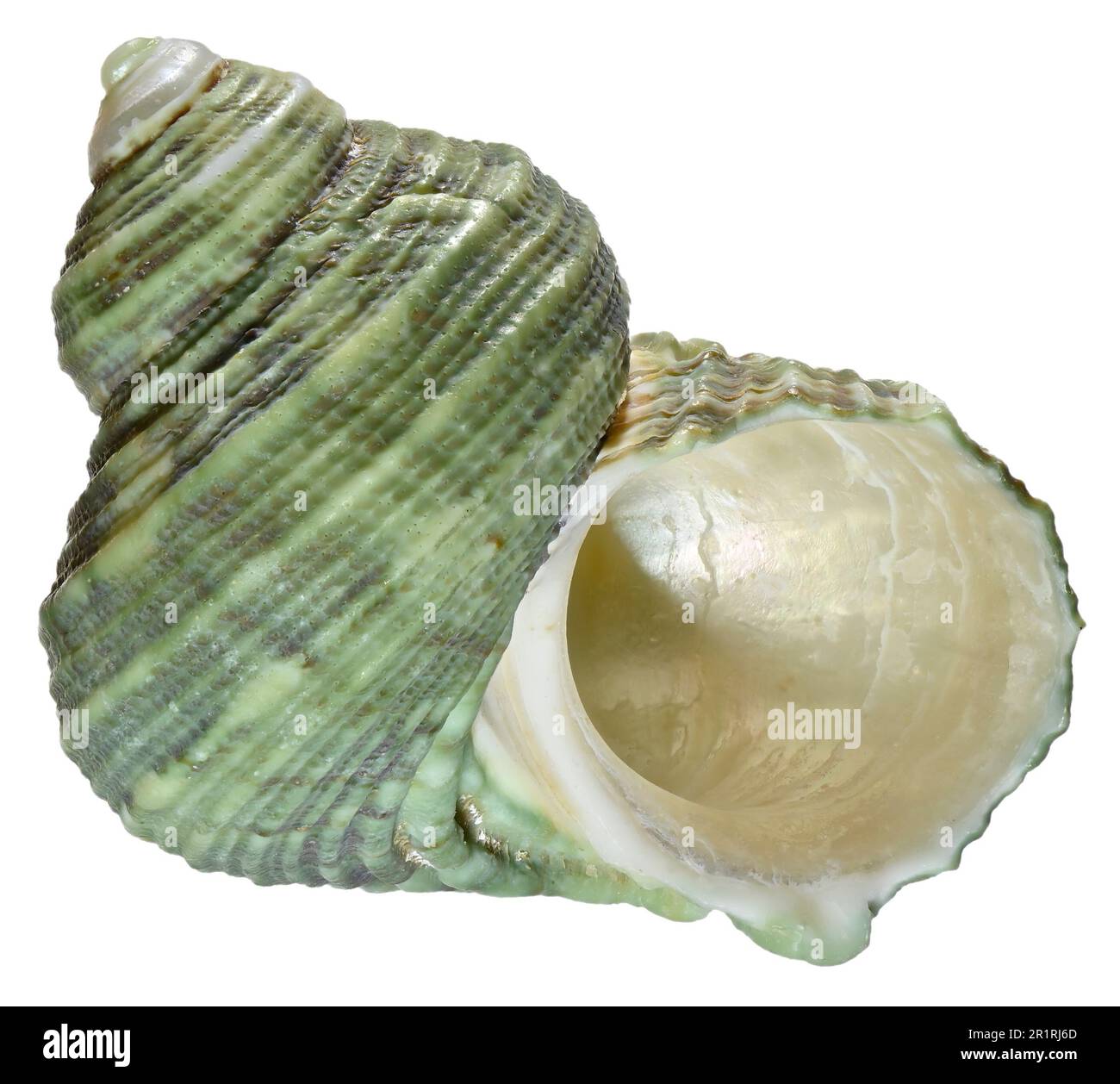 Silver-mouthed Turban / Turbo shell (Turbo Argyrostomus) c4cm across ...