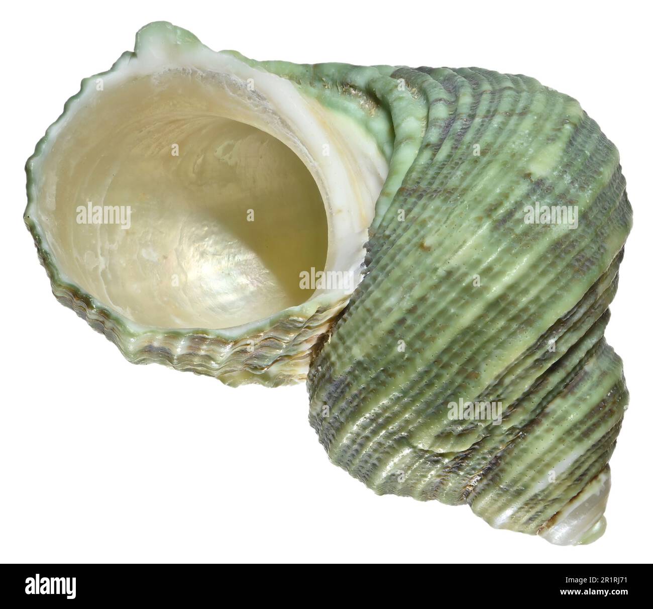 Silver mouthed turbo hi-res stock photography and images - Alamy