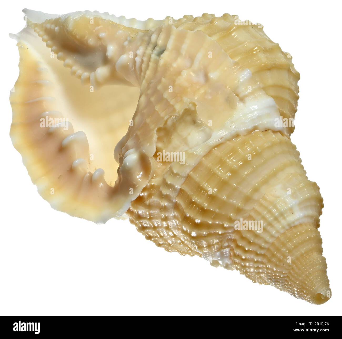 Reticulated Distorsio shell (Distorsio reticulata / Distorsio ...