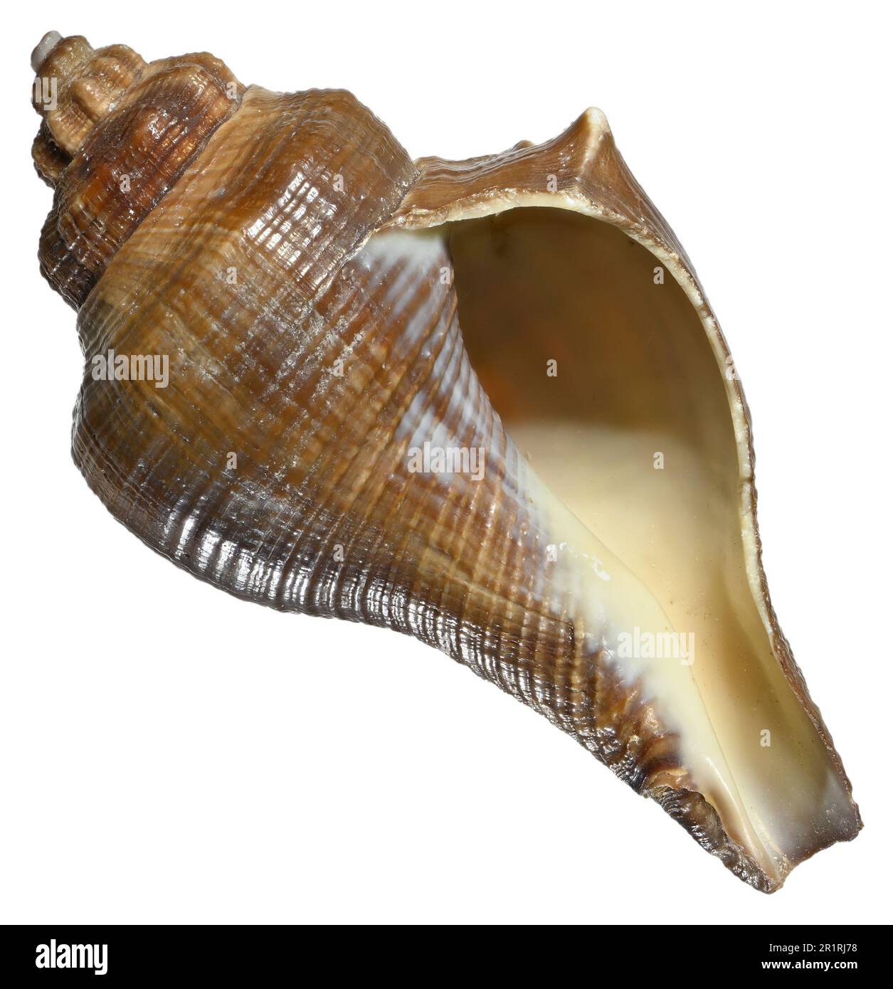 Spiral melongena / Winding Stair Shell / Melon Conch (Pugilina ...