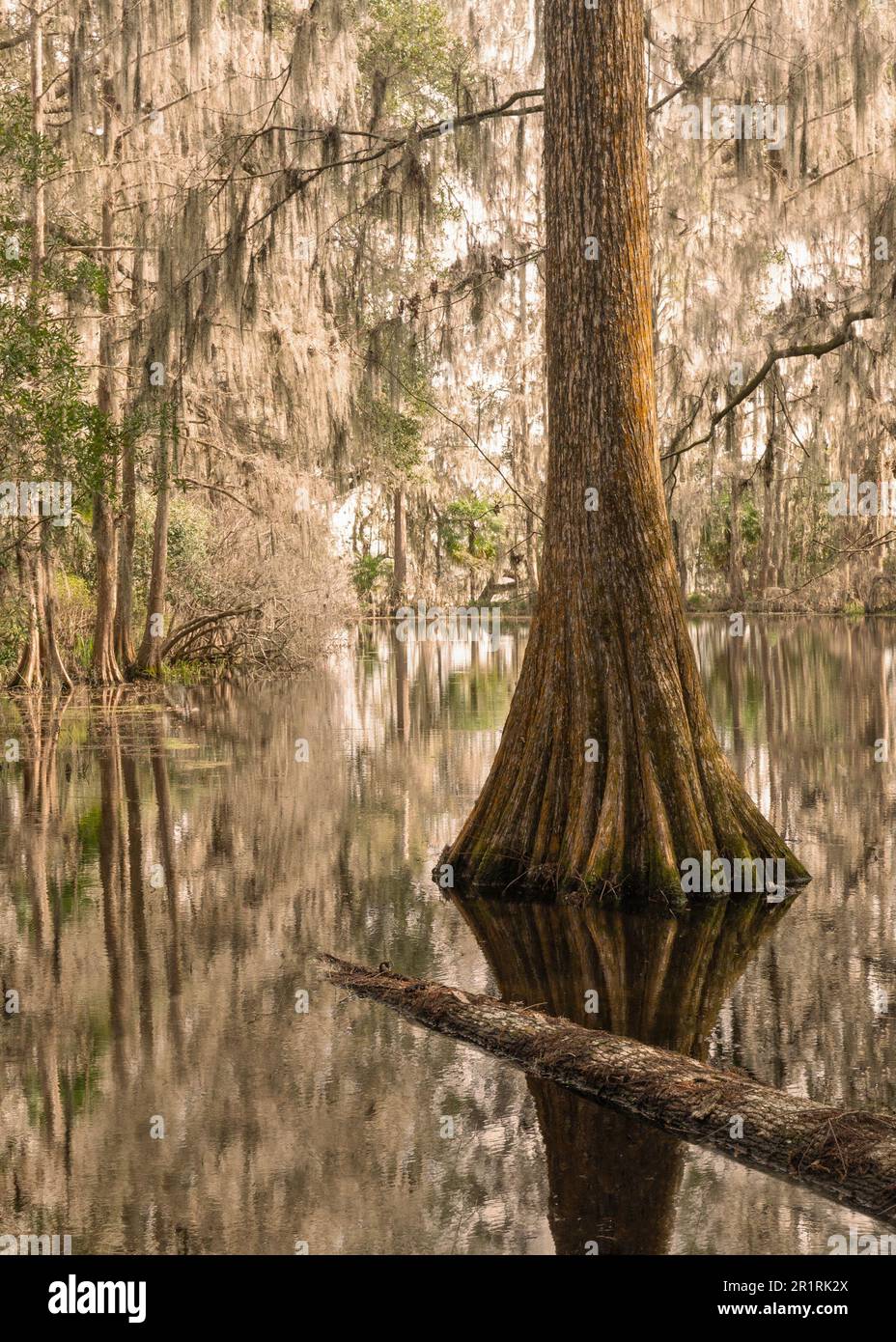 Cypress tree with moss hi-res stock photography and images - Alamy
